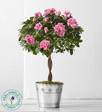 Azalea Topiary By Real Simple | Brightvine