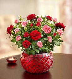 valentine s day hugs kisses rose