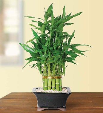 Pyramid Bamboo – 2 Layer – Pyramid Bamboo | Brightvine